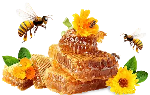 Beekeeping India – Empowering the Nation's Beekeepers - Bee Keeping India